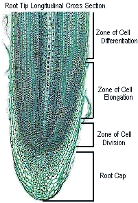 Cortex Of Root Tip